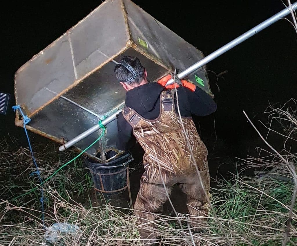 Thousands of eels get a helping hand with their migration in Somerset ...